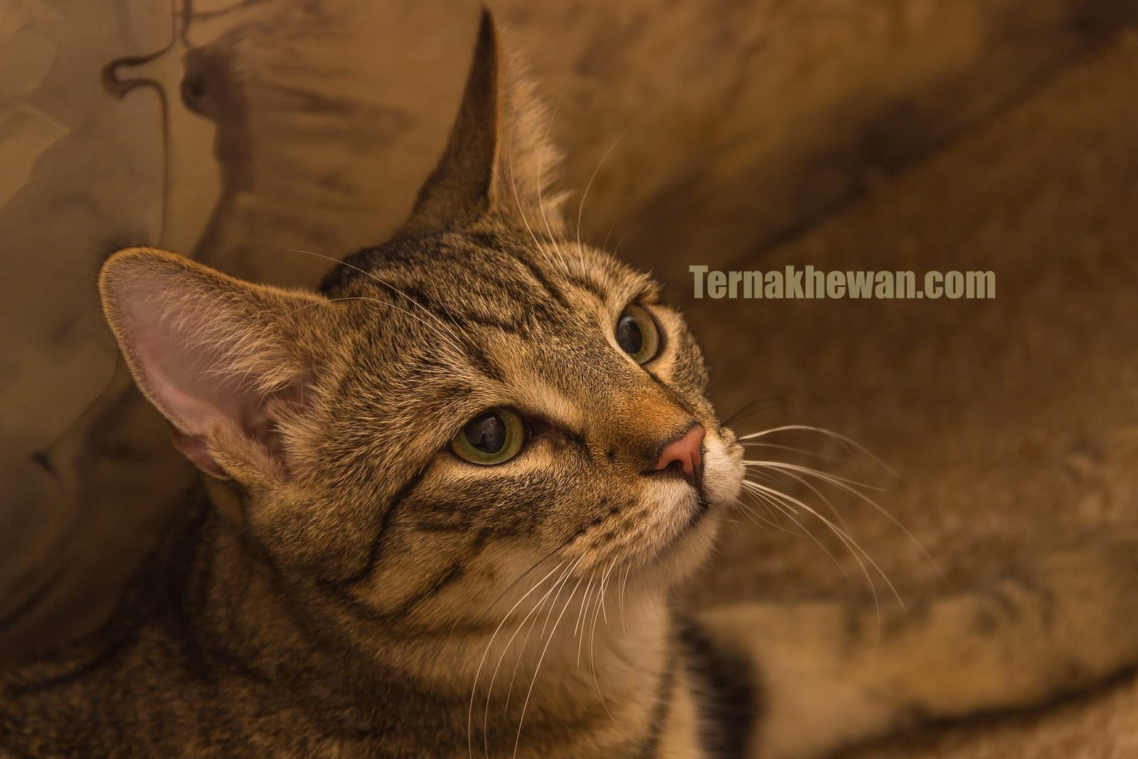 √ Kenali Penyebab Kucing Tidak Mau Makan dan Lemas – TERNAKHEWAN.COM