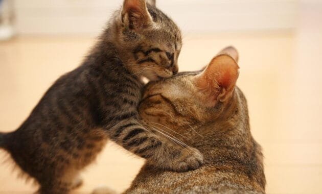 √ Cara Merawat Kucing Menyusui Dengan Efektif Dan Mudah yang Bisa Kamu ...