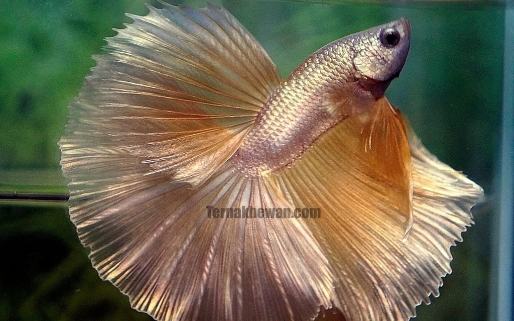 √ Ikan Cupang Super Gold : Ciri, Cara Merawat, Harga hingga Makanan ...